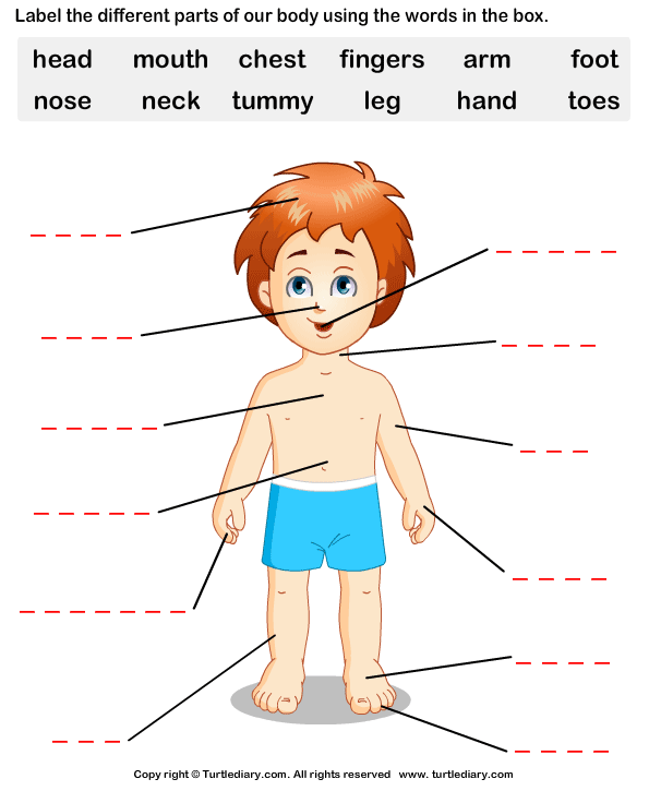 Our Body Worksheets K5 Learning Parts Of The Body Worskheet K5 